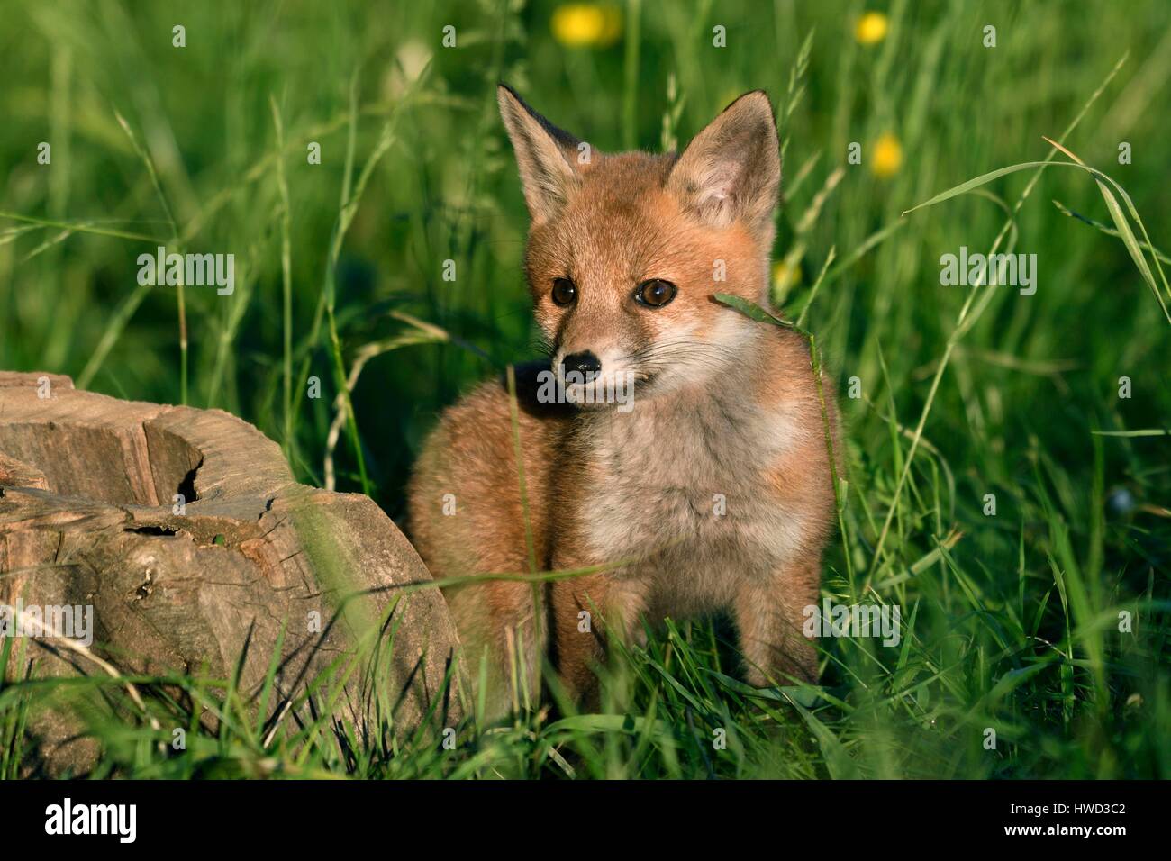 France, Doubs, red fox (Vulpes vulpes) fox in a hedge edge meadow Stock Photo - Alamy