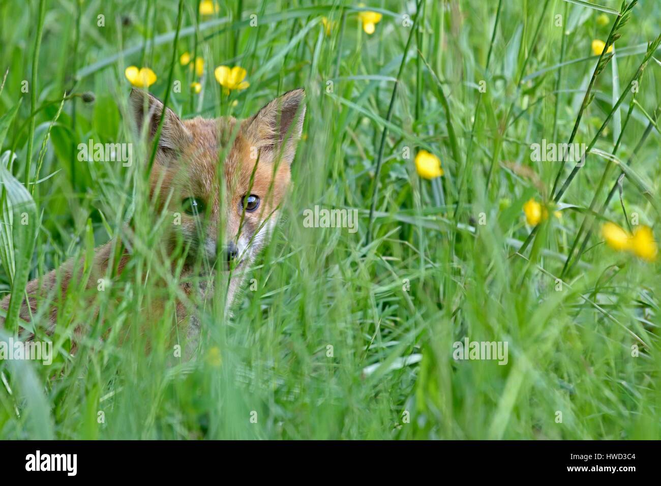 France, Doubs, red fox (Vulpes vulpes) fox in a hedge edge meadow Stock ...