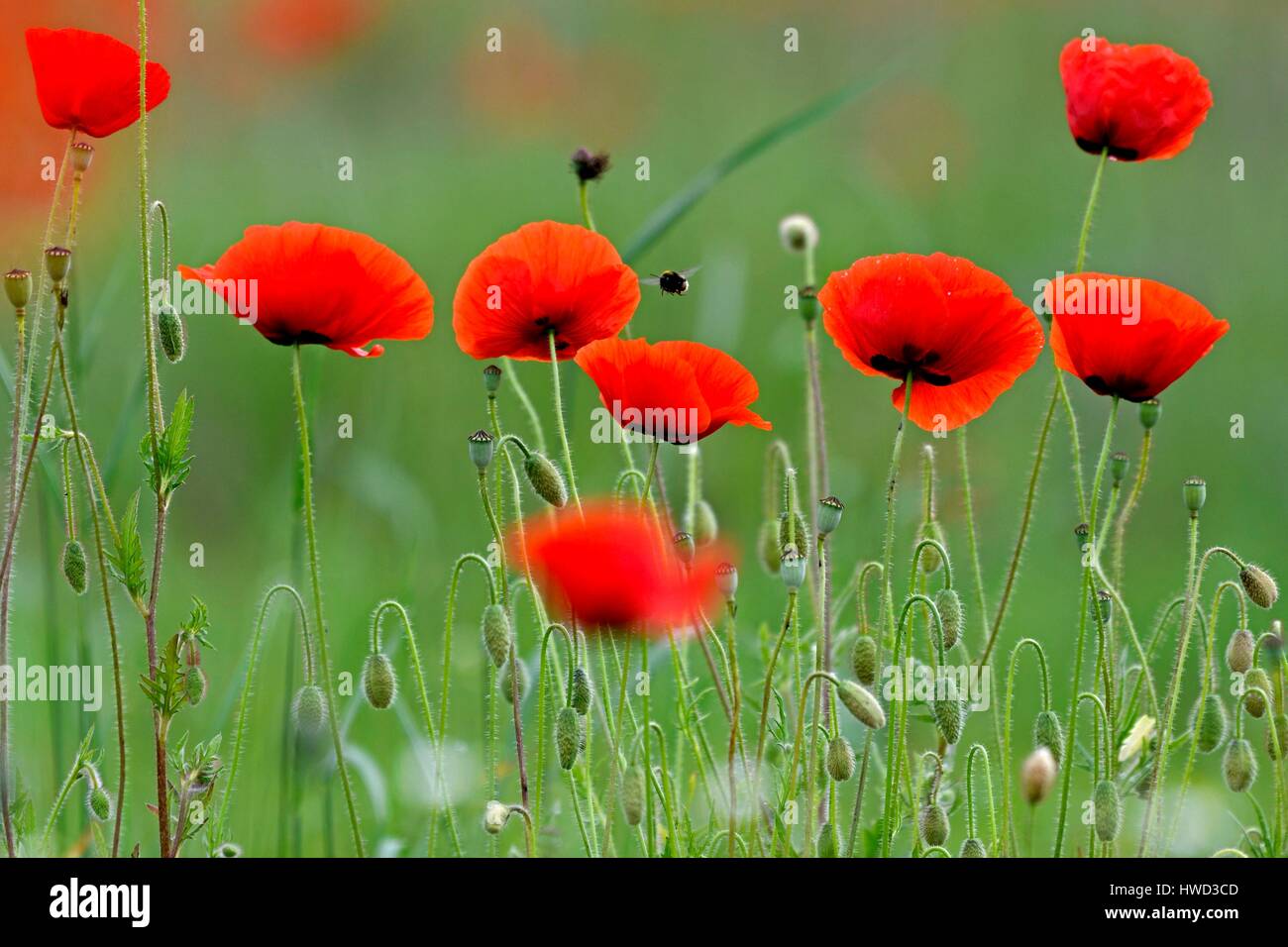 Bumble bee flying flower poppy hi-res stock photography and images - Alamy