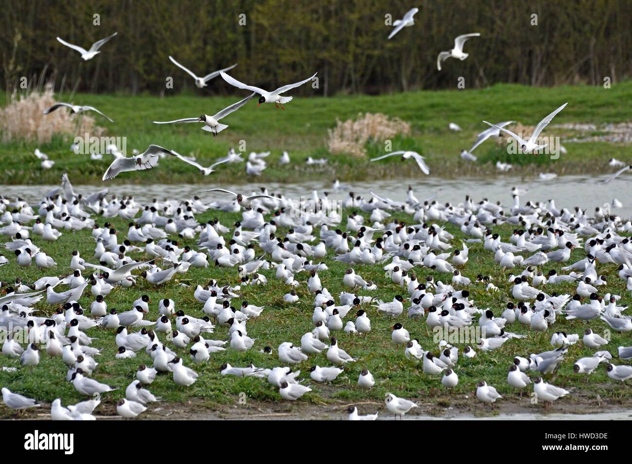 France, Somme, Somme Bay, Marquenterre park, black headed gull (Larus ...