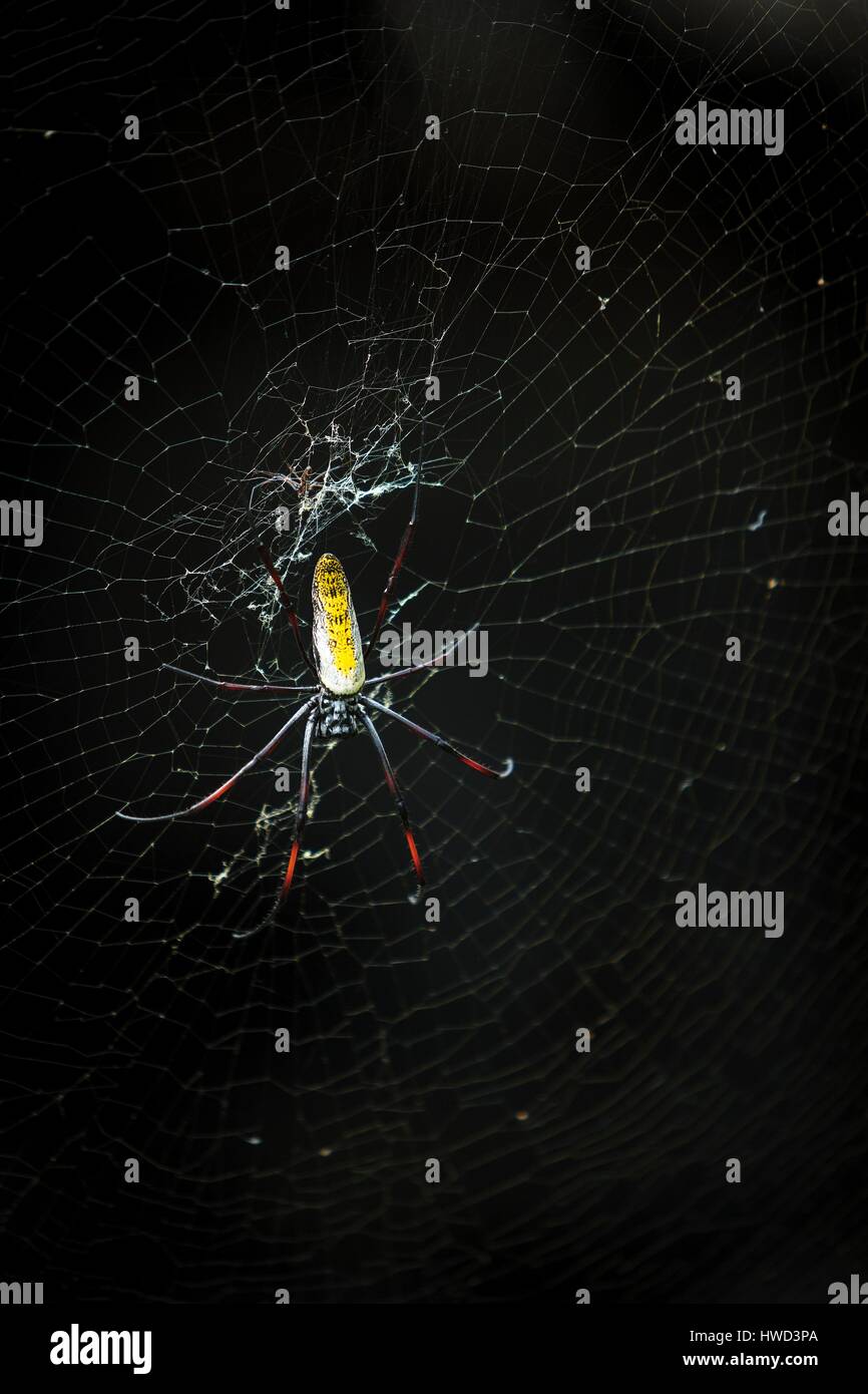 Tanzania, Zanzibar, Chapwani, giant spider on its web Stock Photo - Alamy