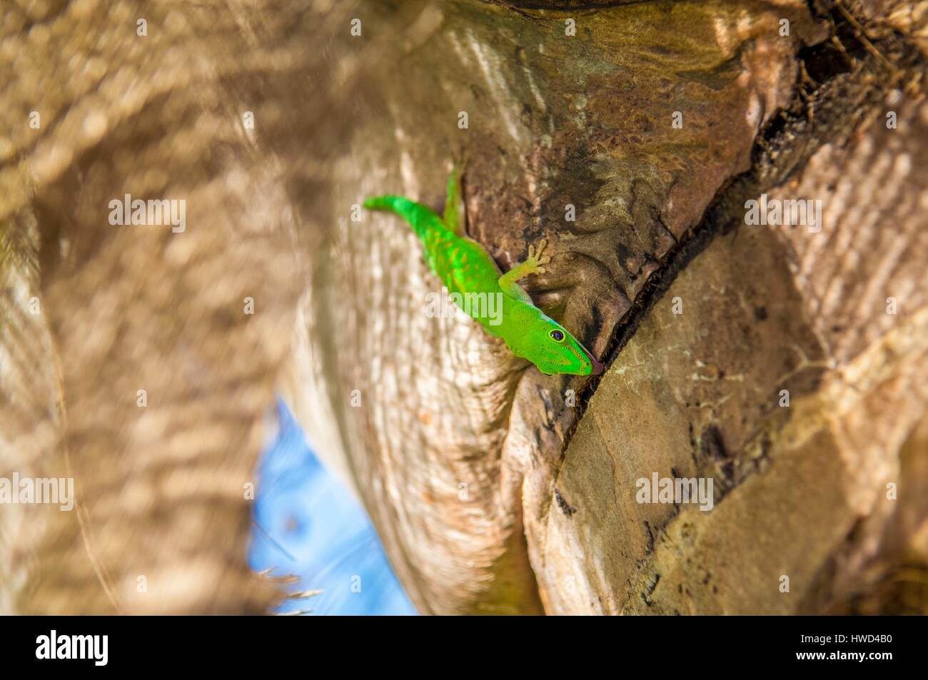 Seychelles, La Digue island, Seychelles Green Gecko (Phelsuma astriata ...