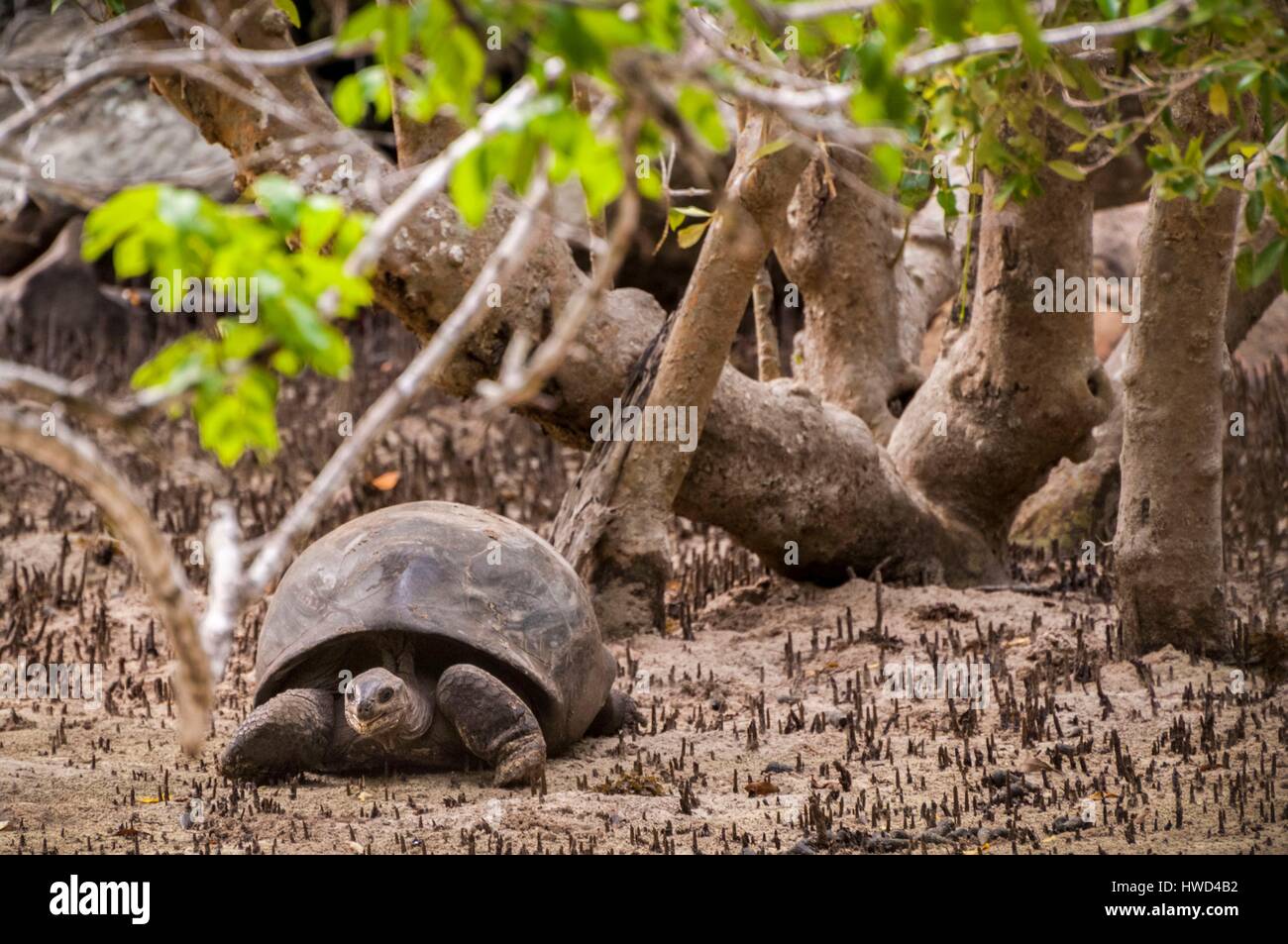 Seychelles, Curieuse island, Seychelles giant tortoise (Aldabrachelys ...