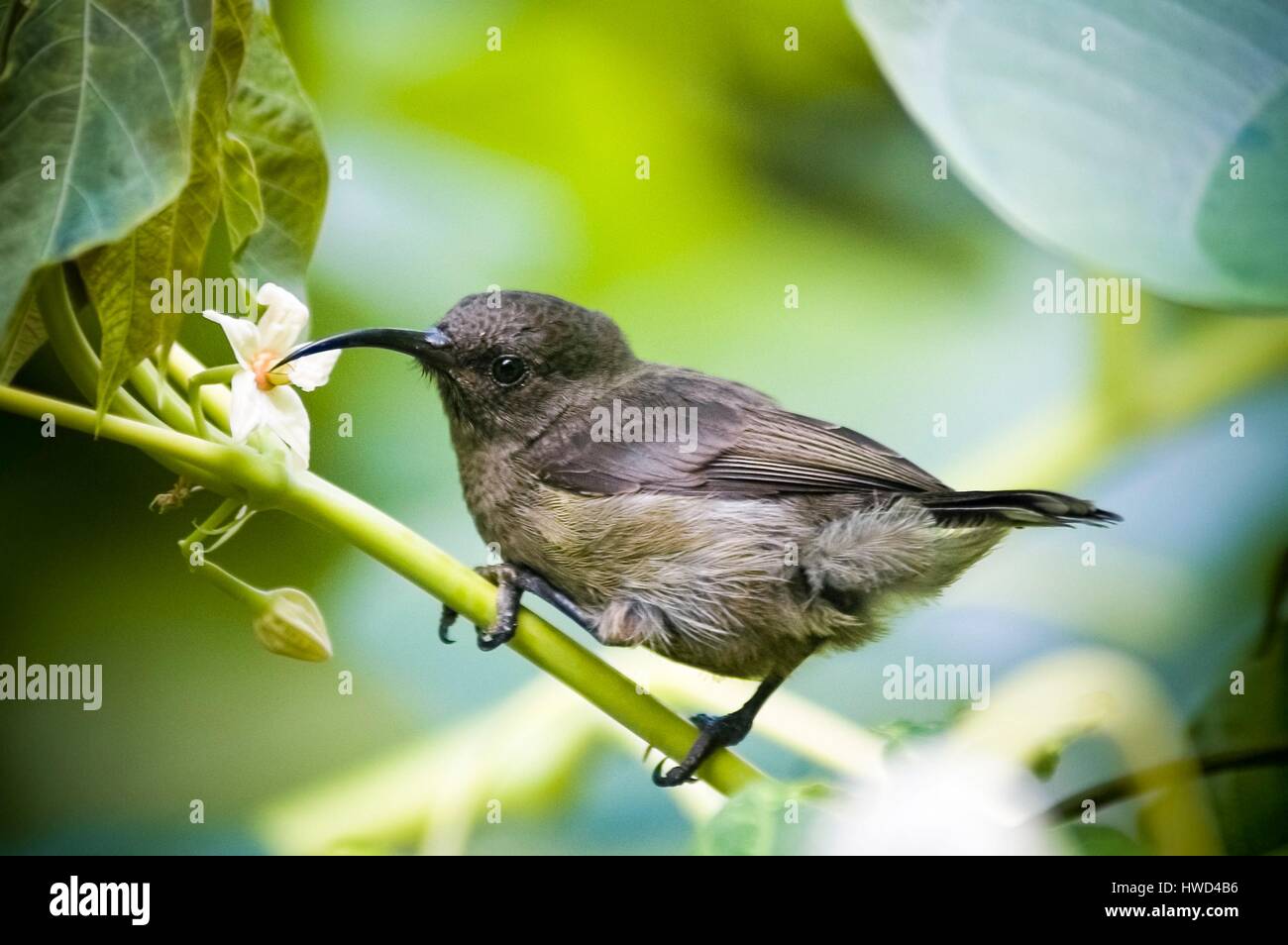 Seychelles, Mahe island, Pascal Village, hummingbird gathering nectar ...
