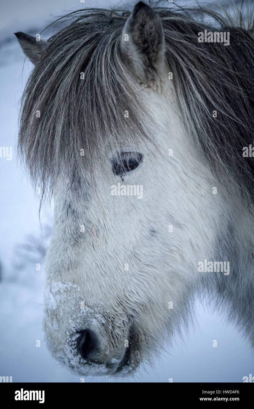 Iceland, portrait of a wild horse, Icelandic (Equus ferus caballus) is ...