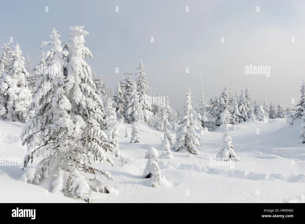 Canada, Province of Quebec, Saint Fulgence, Saguenay region, Parc ...