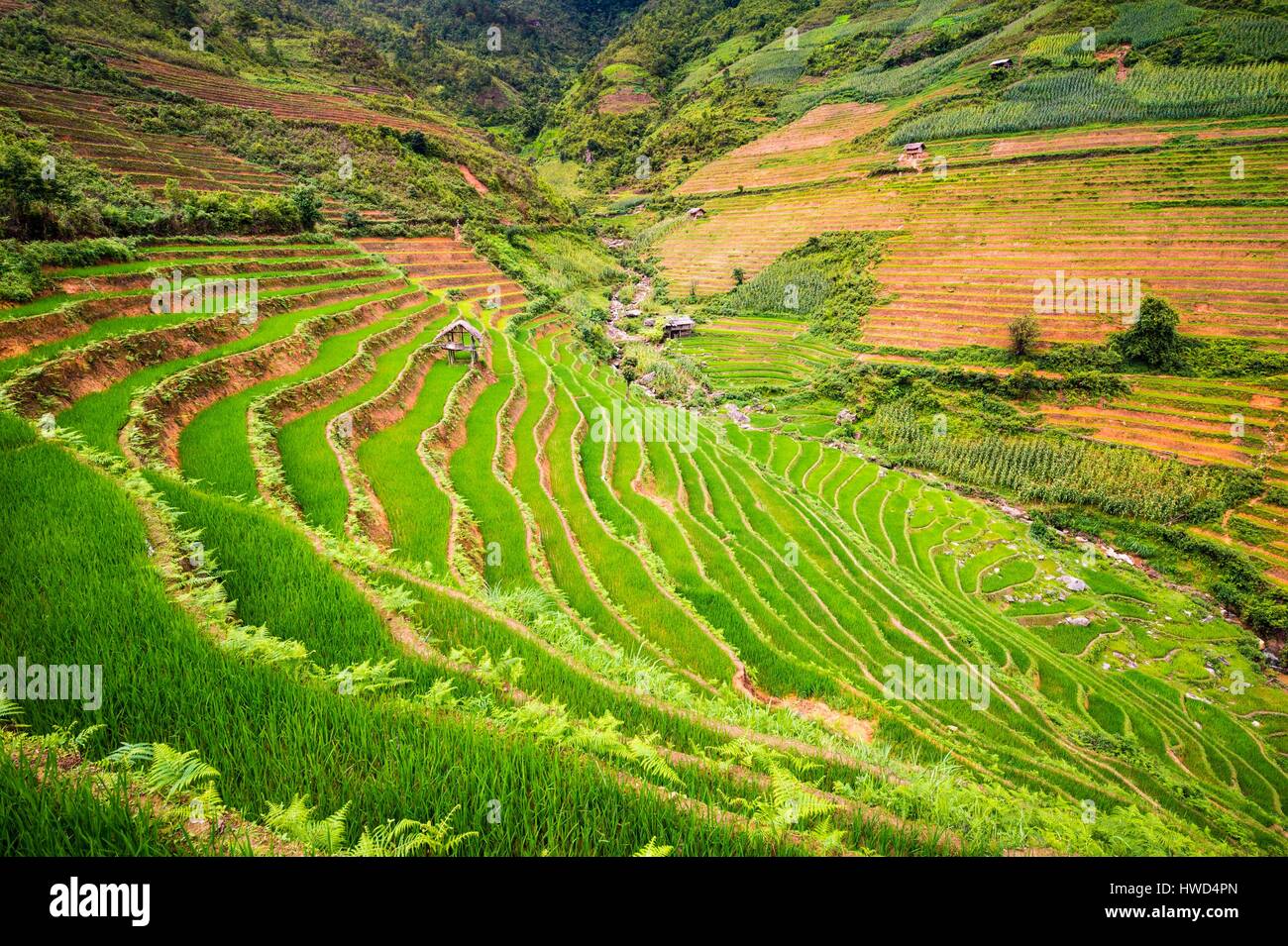 Vietnam, Top Tonkin, province of Yen Bai, Mu Cang Chai district ...