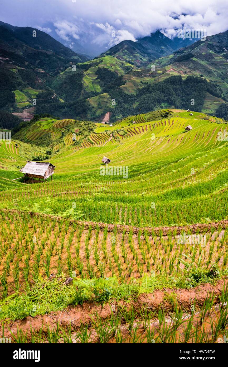 Vietnam, Top Tonkin, province of Yen Bai, Mu Cang Chai district ...