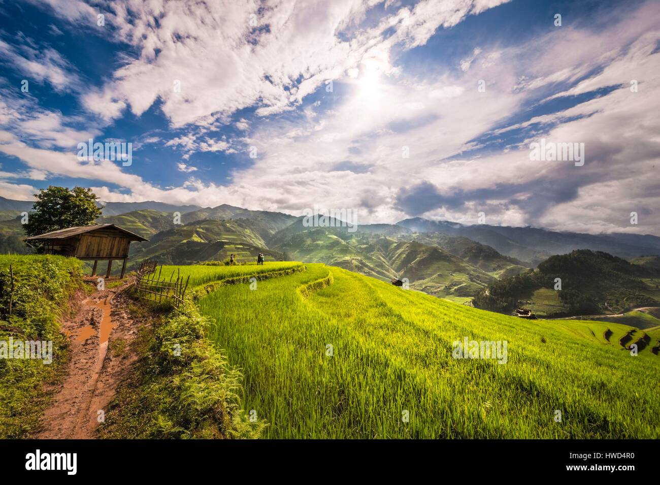 Vietnam, High Tonkin, province of Yen Bai, Mu Cang Chai, terraced rice ...