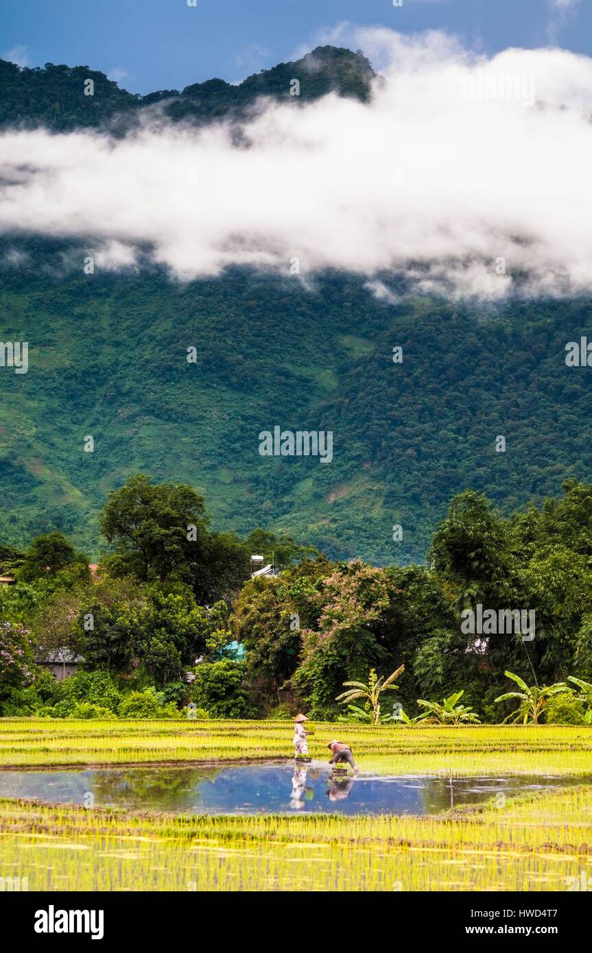 Vietnam, Mai Chau province, white Thaï (Thai Dam) working in the rice ...