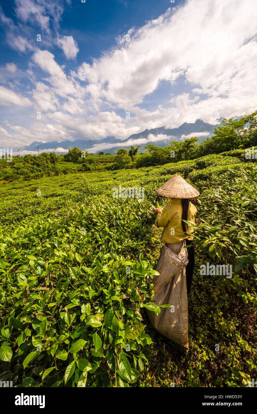 Vietnam, High Tonkin, Binh Duong province, city of Tan Uyen, harvesting ...