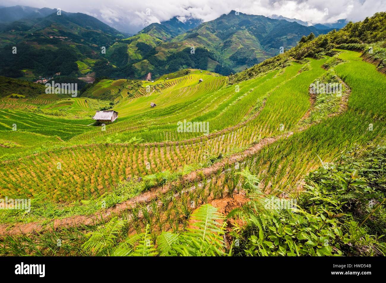 Vietnam, Top Tonkin, province of Yen Bai, Mu Cang Chai district ...