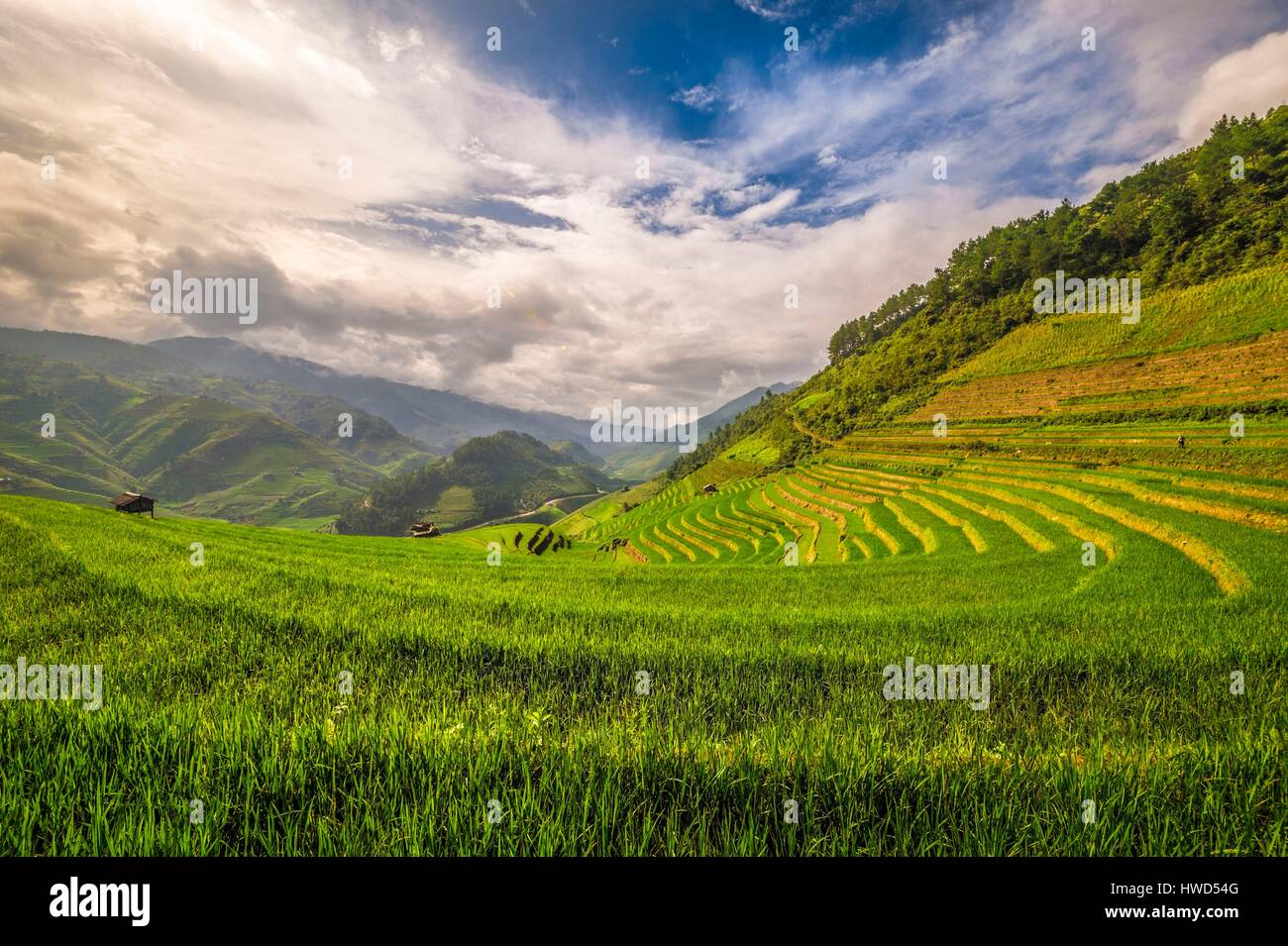 Vietnam, High Tonkin, province of Yen Bai, Mu Cang Chai, terraced rice ...