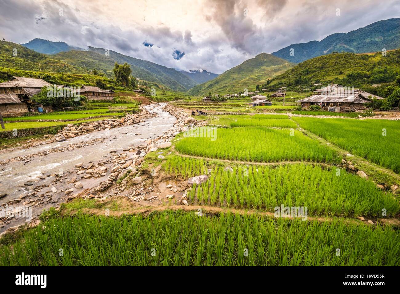 Vietnam, mountain range of Hoang Lien Son, Tu Le town, rice paddies ...