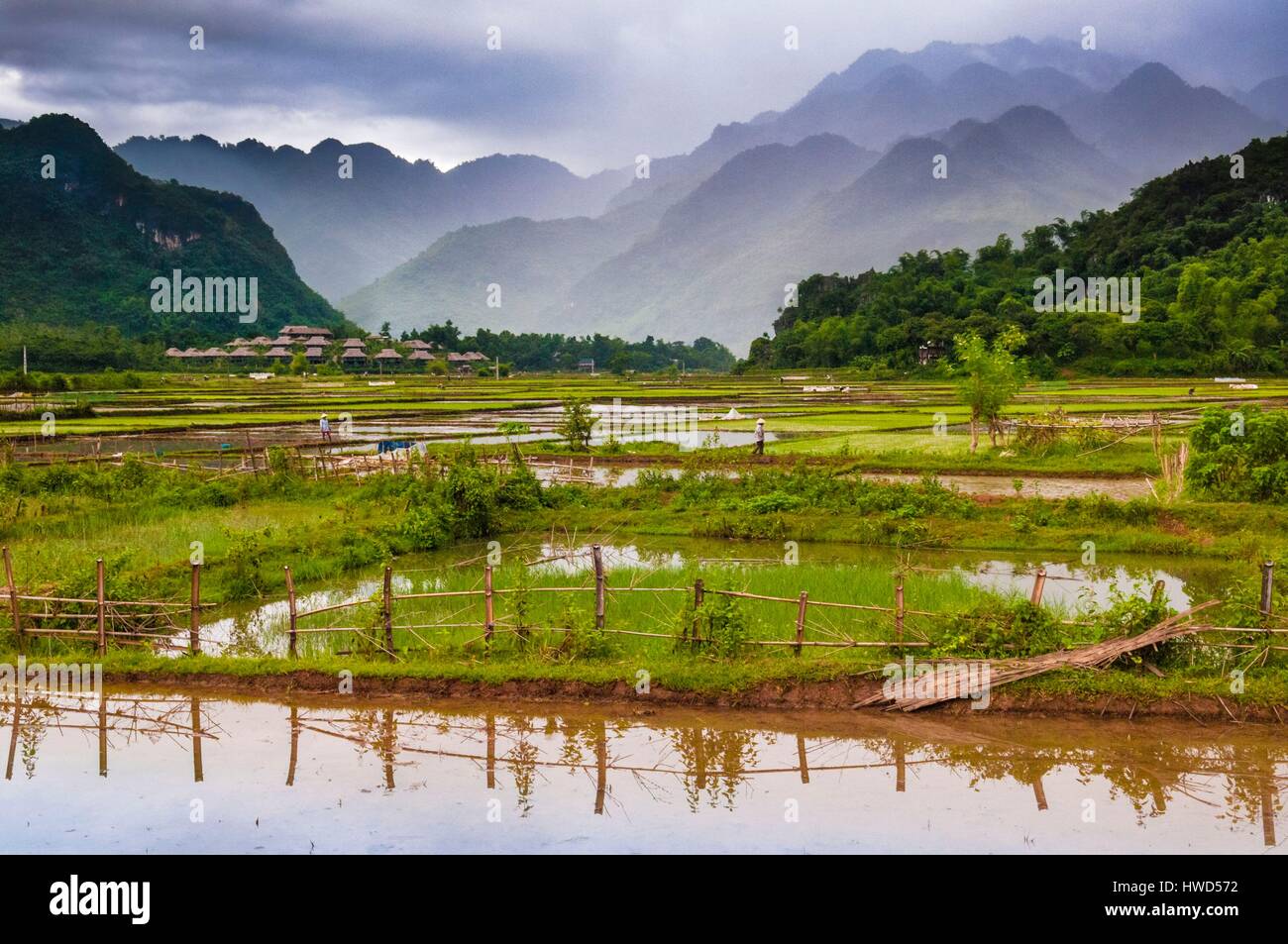 Vietnam, Mai Chau province, white Thaï (Thai Dam) working in the rice ...