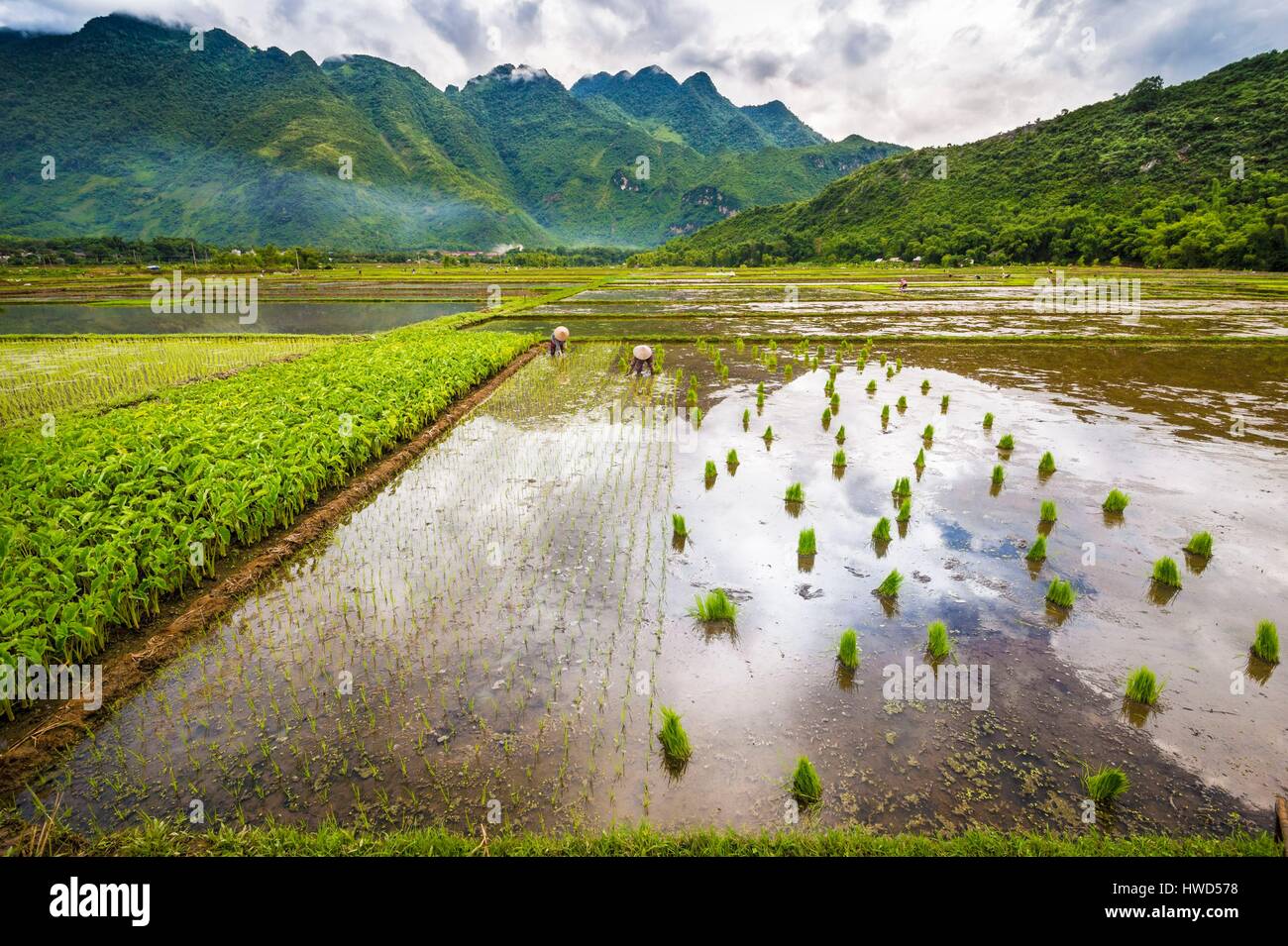 Vietnam, Mai Chau province, white Thaï (Thai Dam) working in the rice ...