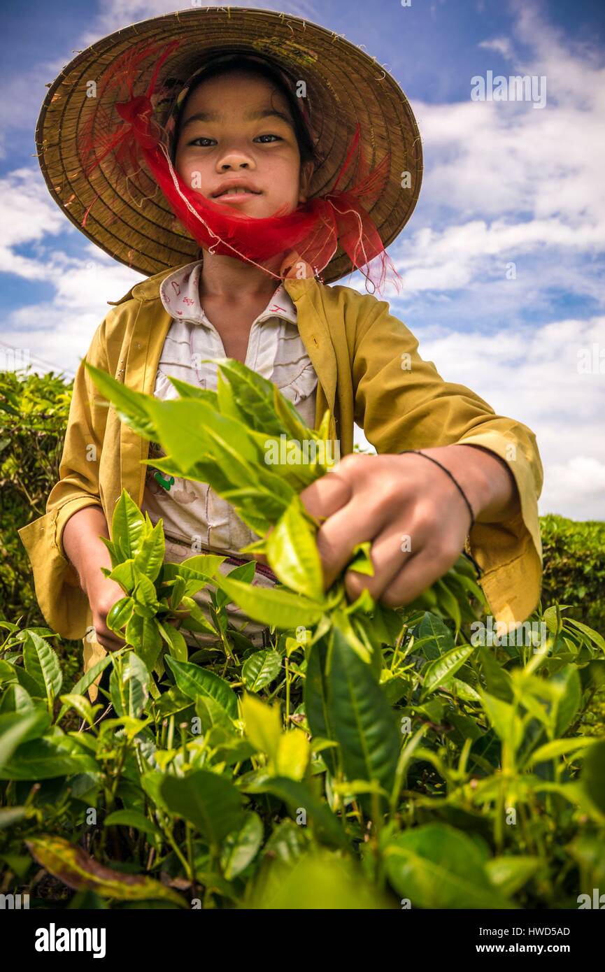 Vietnam, High Tonkin, Binh Duong province, city of Tan Uyen, harvesting ...