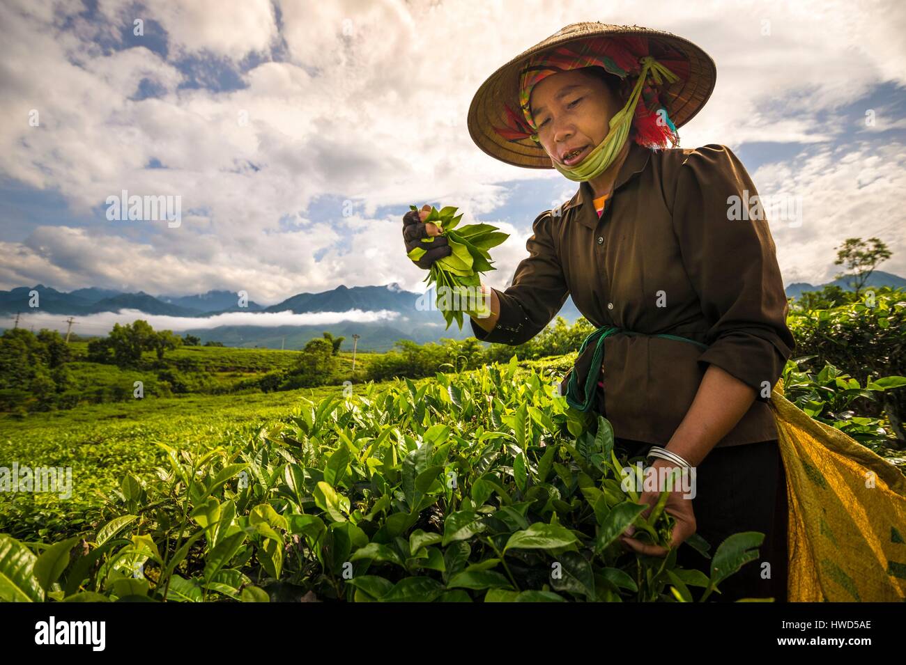 Vietnam, High Tonkin, Binh Duong province, city of Tan Uyen, harvesting ...