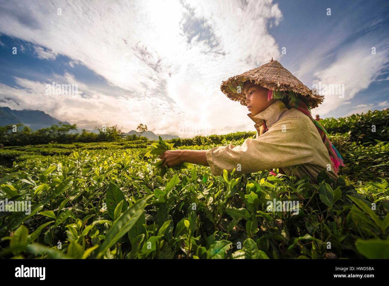 Vietnam, High Tonkin, Binh Duong province, city of Tan Uyen, harvesting ...