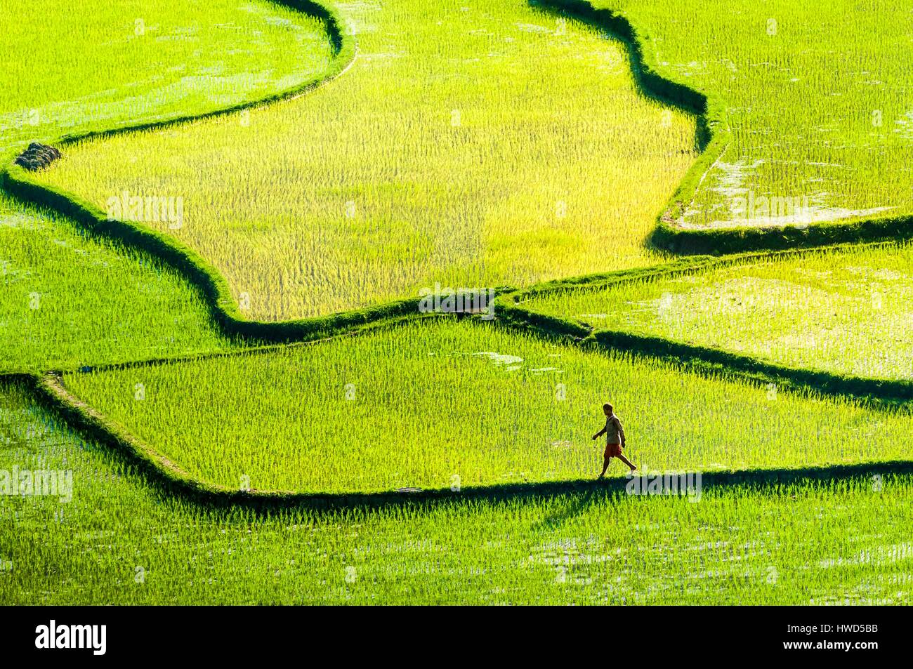 Vietnam, High Tonkin, province of Yen Bai, Mu Cang Chai district, rice ...