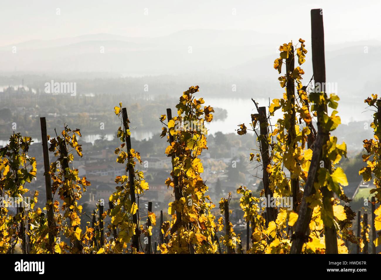 Vineyards of condrieu hi-res stock photography and images - Alamy