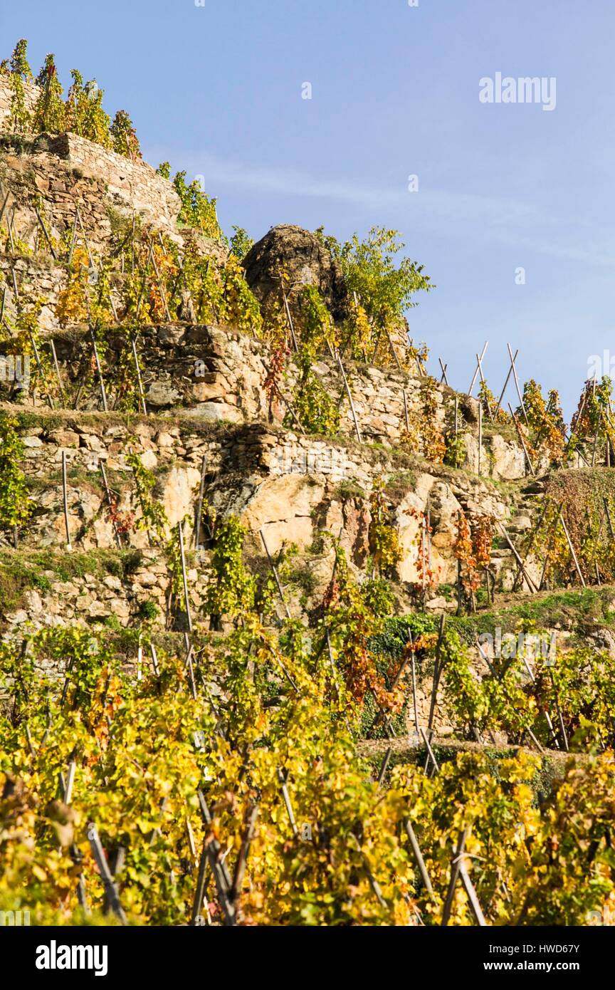 France, Rhone, Ampuis, Rhone valley, wine of Cote du Rhone, vineyards ...