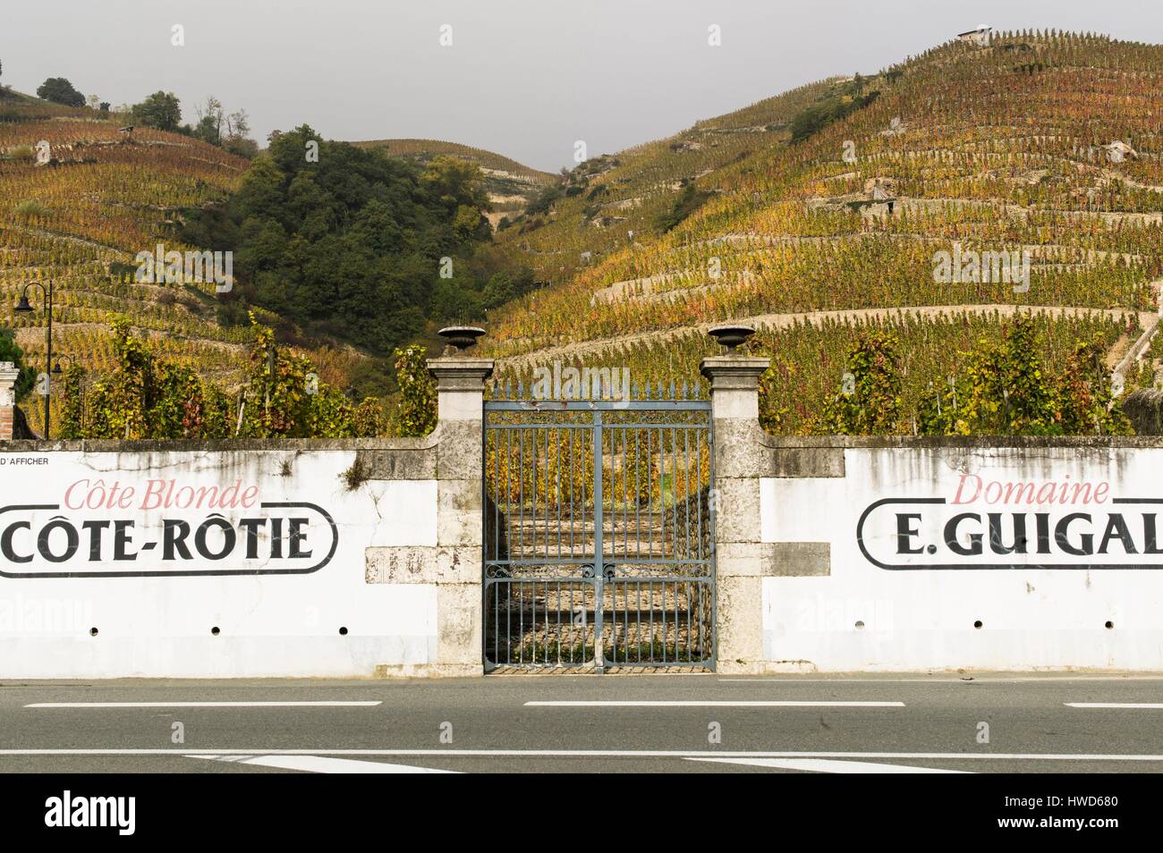 France, Rhone, Ampuis, Rhone valley, wine of Cote du Rhone, vineyards ...