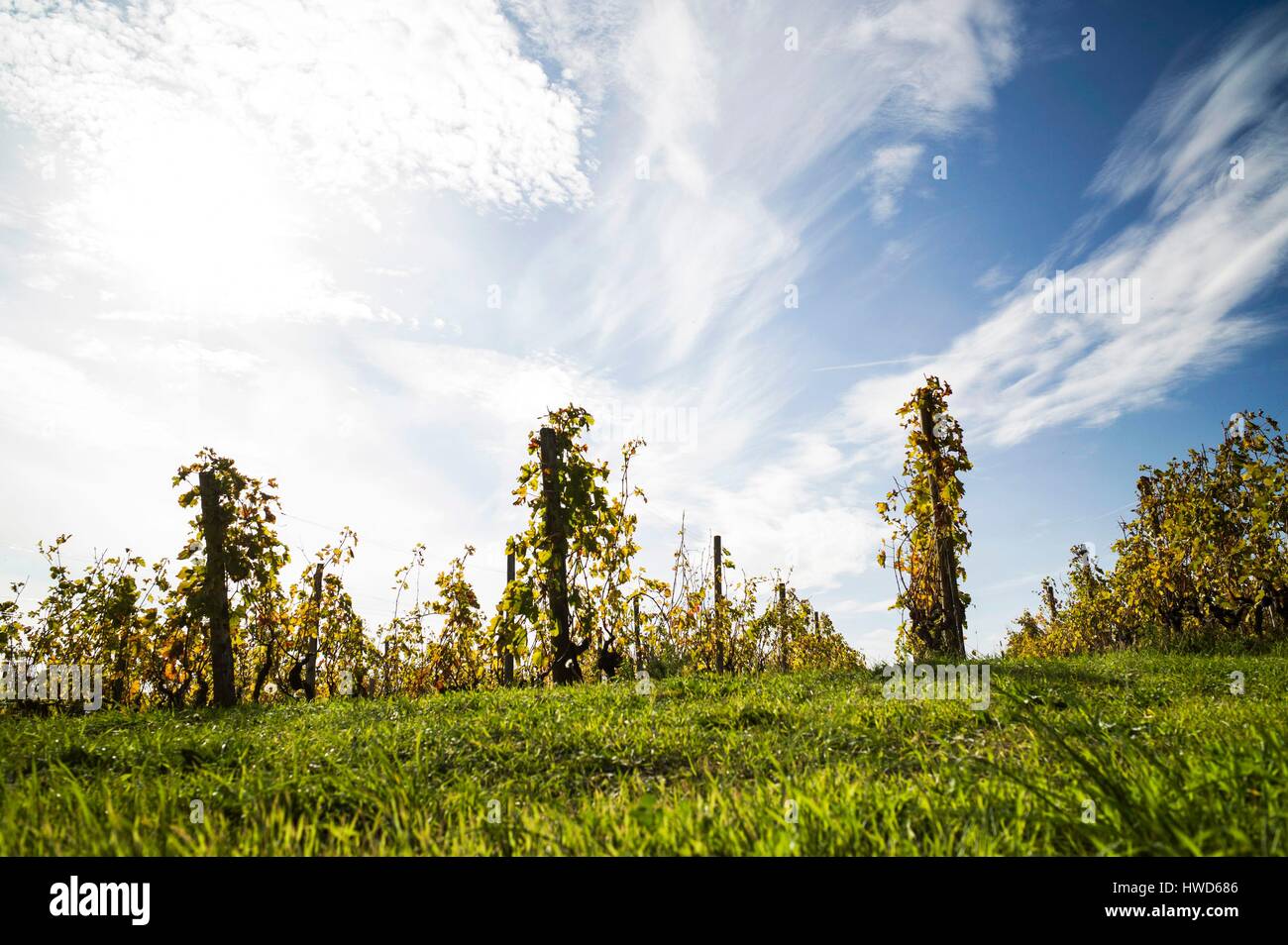 France, Rhone, Ampuis, Rhone valley, wine of Cote du Rhone, vineyards ...