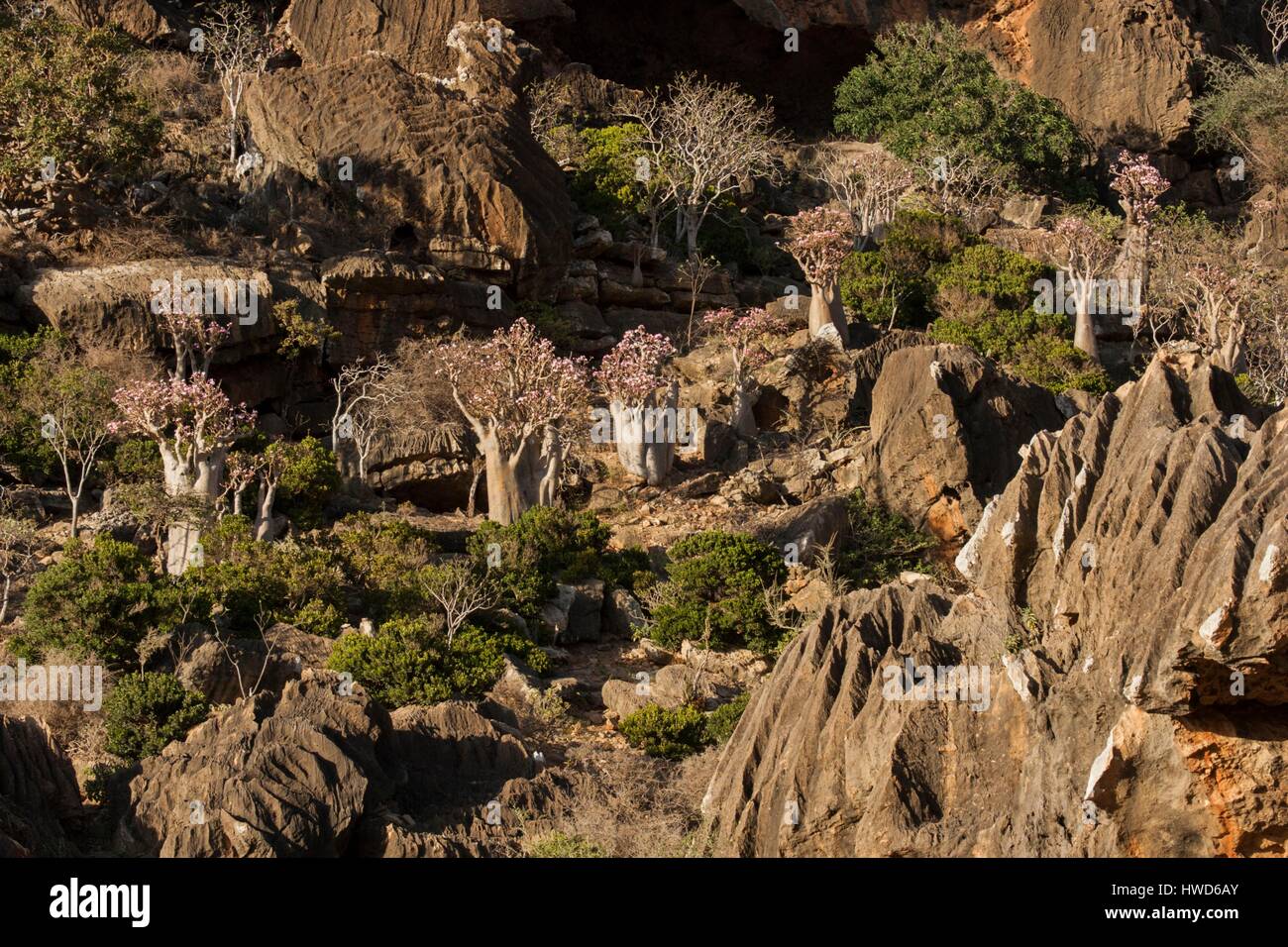 Yemen, Adenium in Socotra island Stock Photo - Alamy