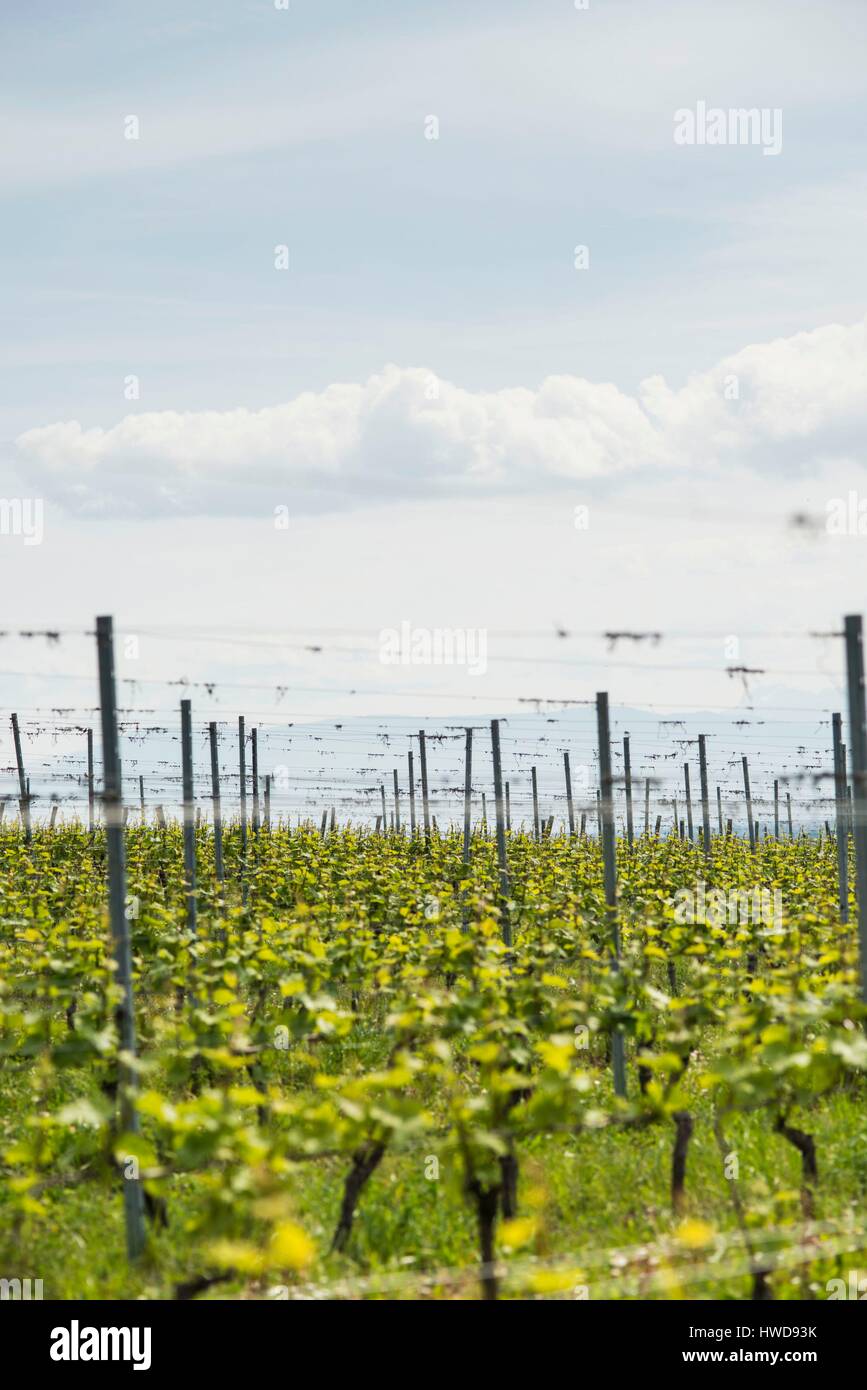 France, Ain, Pays de Gex region, Challex, domain of Mucelle, Frederic ...
