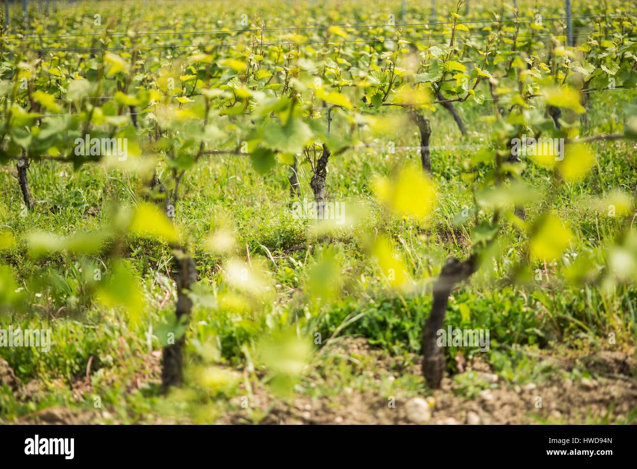 France, Ain, Pays de Gex region, Challex, domain of Mucelle, Frederic ...