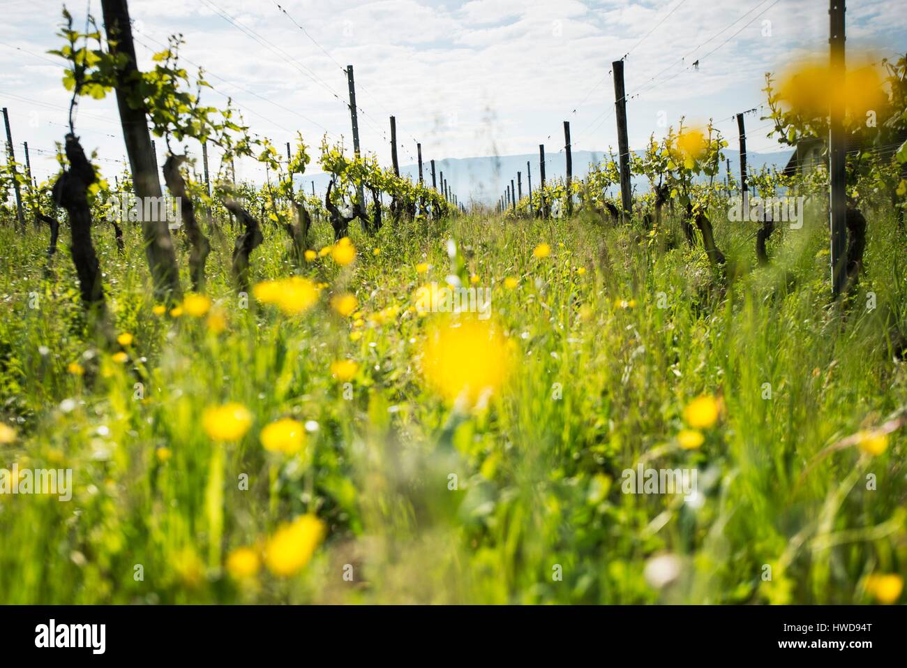 France, Ain, Pays de Gex region, Challex, domain of Mucelle, Frederic ...