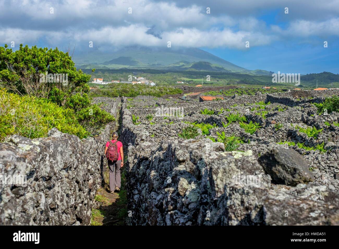 Portugal, Azores archipelago, Pico island, Criaçao Velha, the Landscape ...