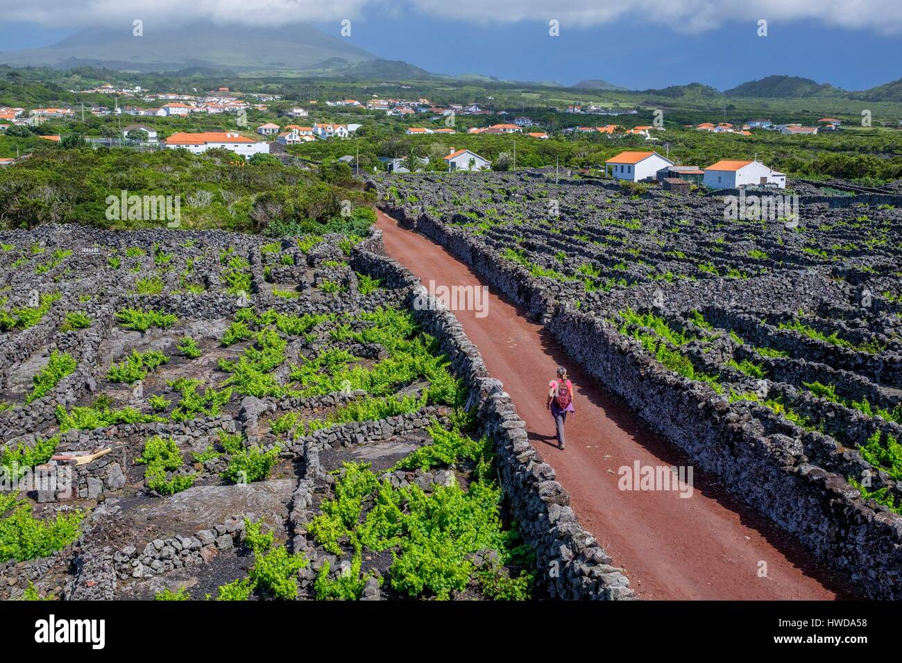 Portugal, Azores archipelago, Pico island, Criaçao Velha, the Landscape ...