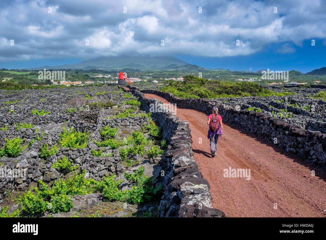 Portugal, Azores archipelago, Pico island, Criaçao Velha, the Landscape ...