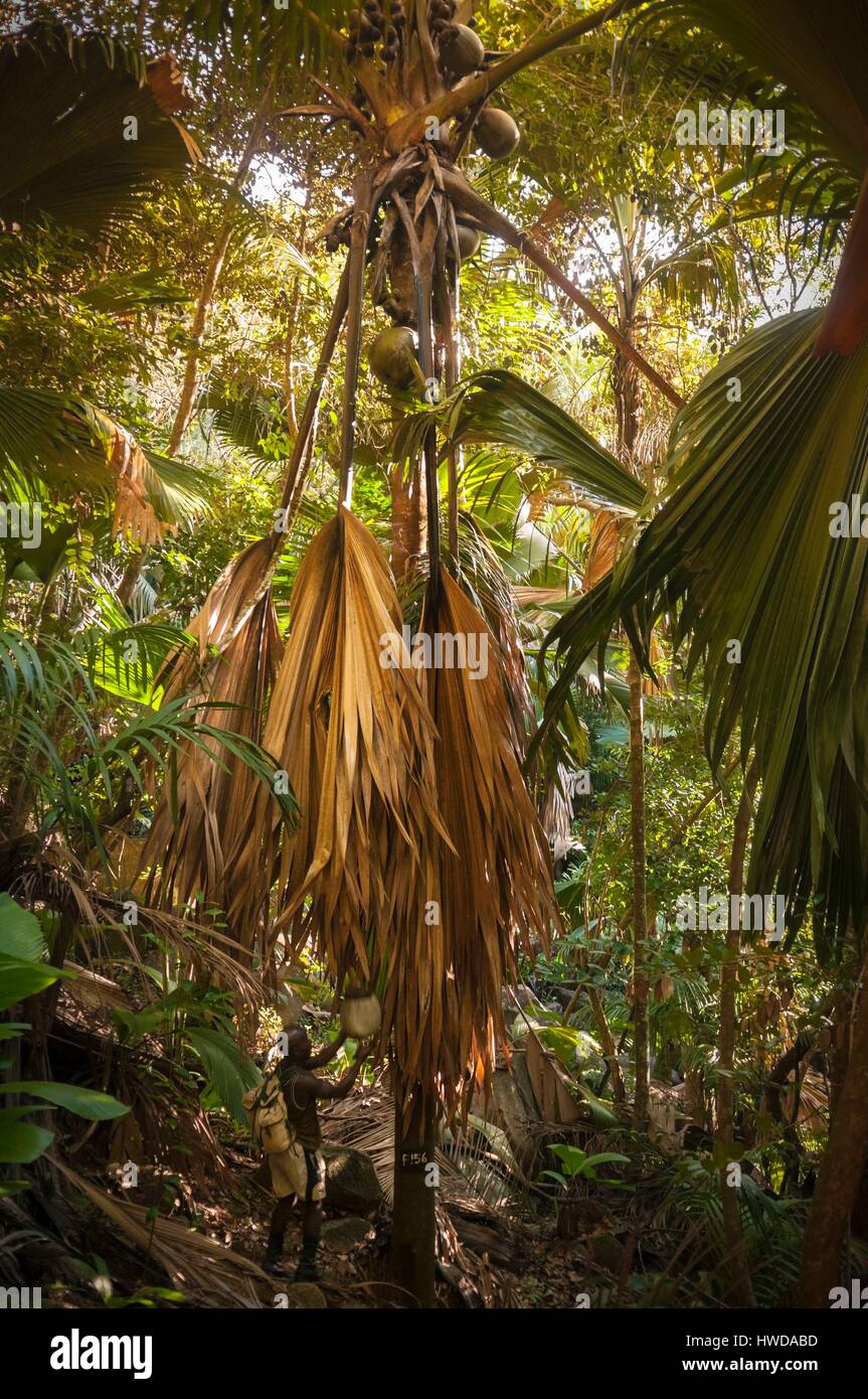 Seychelles, Praslin Island, Vallee de Mai National Park, listed as ...