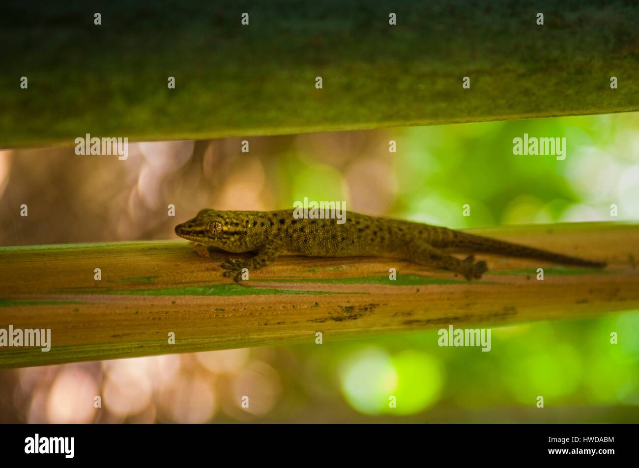 Seychelles, Praslin Island, Vallee de Mai National Park, listed as ...