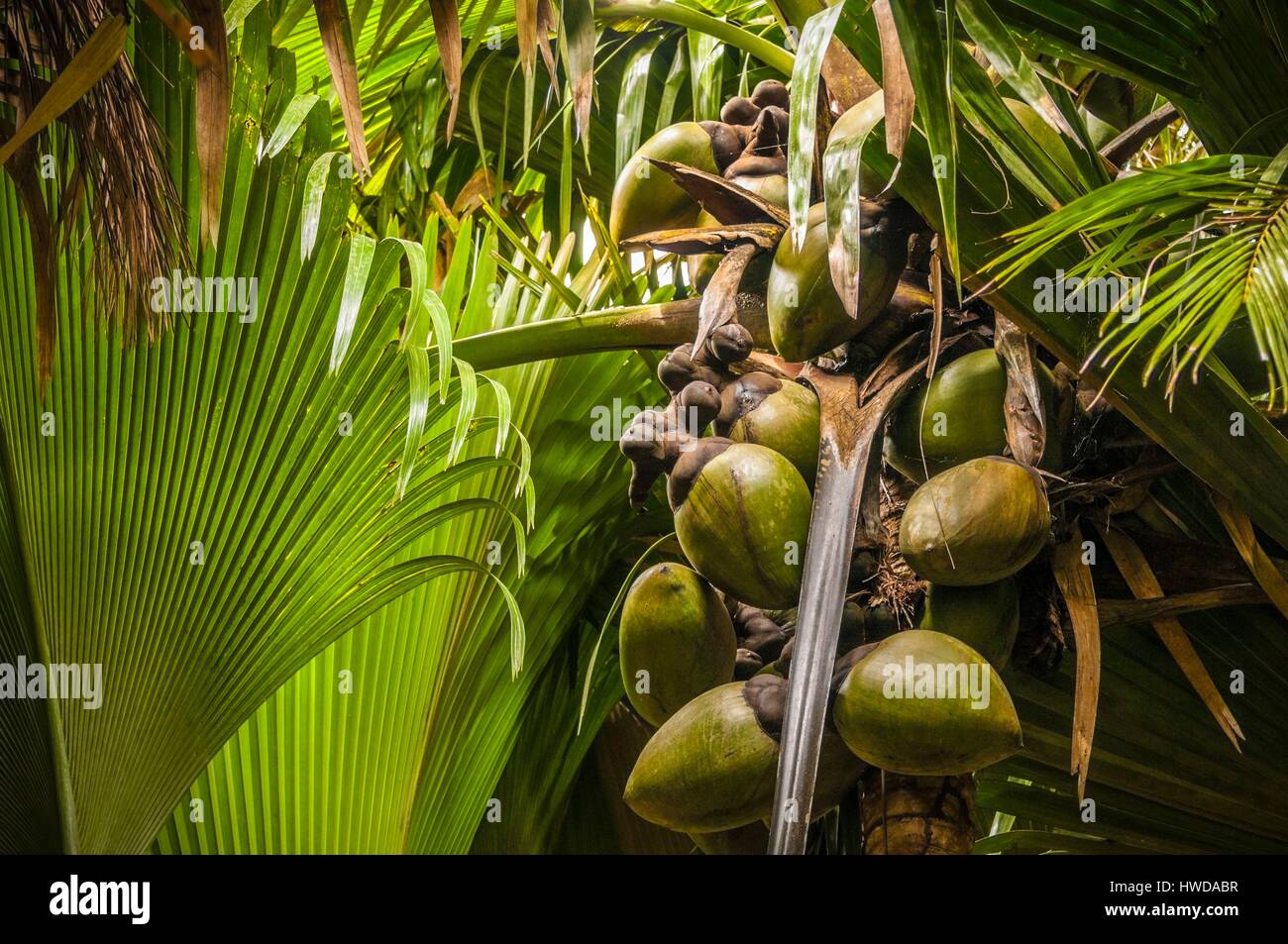 Seychelles, Praslin Island, endemic female coco de mer tree (Lodoicea ...