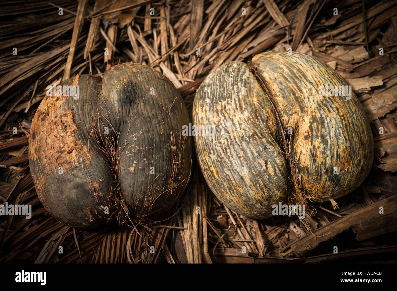 Seychelles, Praslin Island, Vallee de Mai National Park, listed as ...