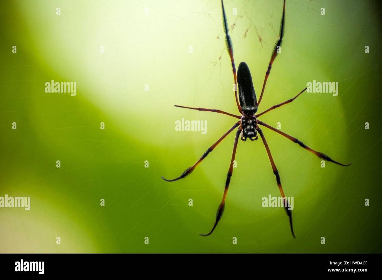 Seychelles, Praslin Island, Seychelles spider (Nephila inaurata Stock ...