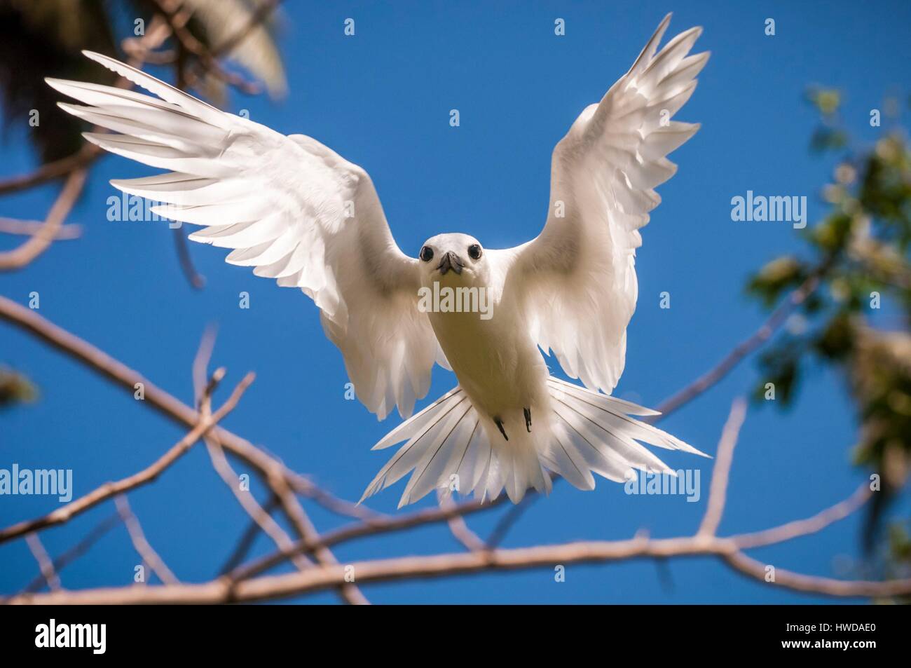 Seychelles, Fregate Island, Fairy Tern (Tern alba) in flight Stock ...