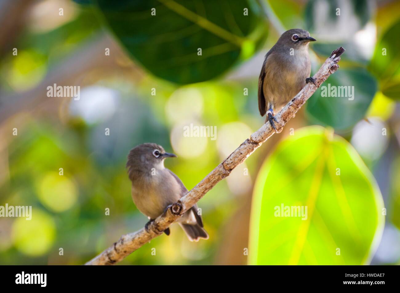 Seychelles, Fregate Island, endemic Seychelles White-eye (Zosterops ...