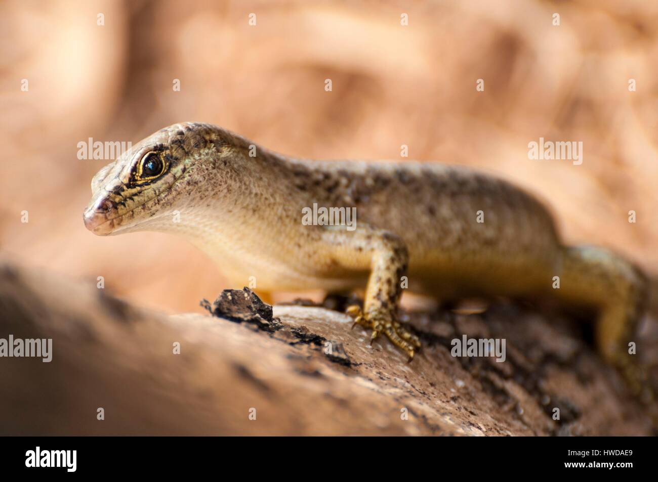 Conservation status is vulnerable hi-res stock photography and images ...