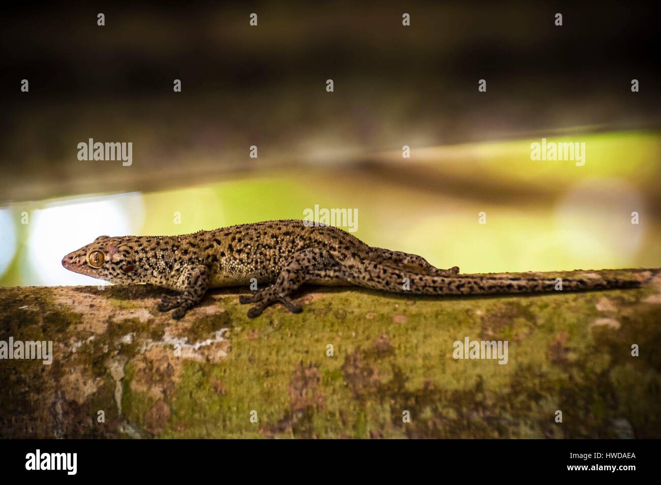 Seychelles, Fregate Island, Seychelles bronze Gecko (Ailuronyx ...