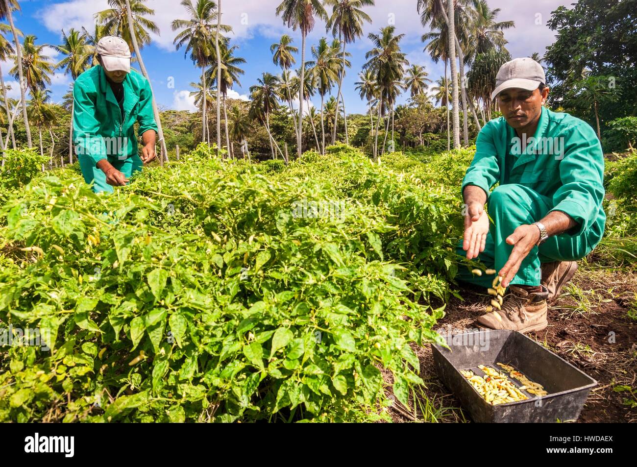 Seychelles, Fregate Island, Fregate Island Private, collecting spice to ...