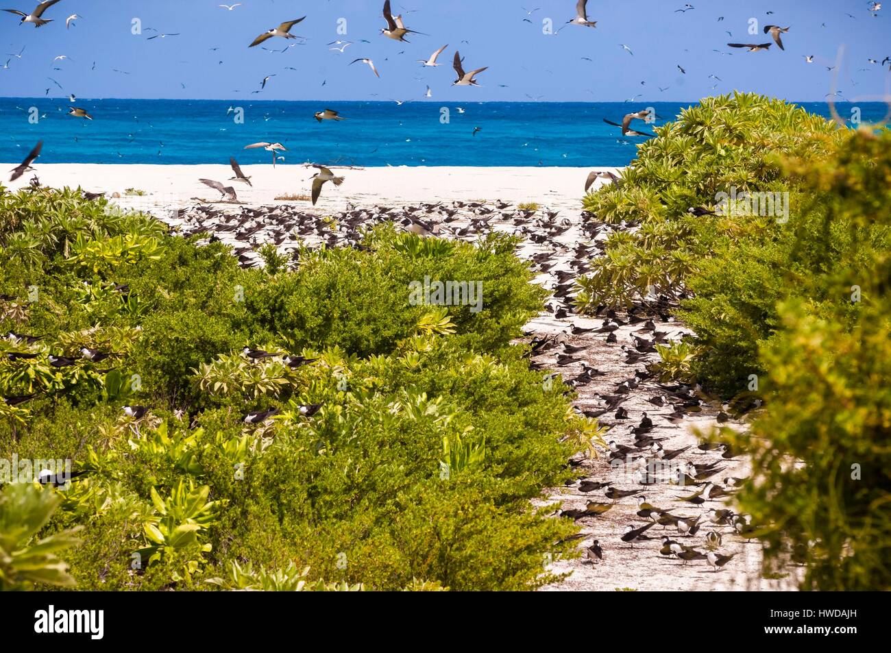 Seychelles, Bird Island, colony of 1.5 million sooty terns (Onychoprion ...