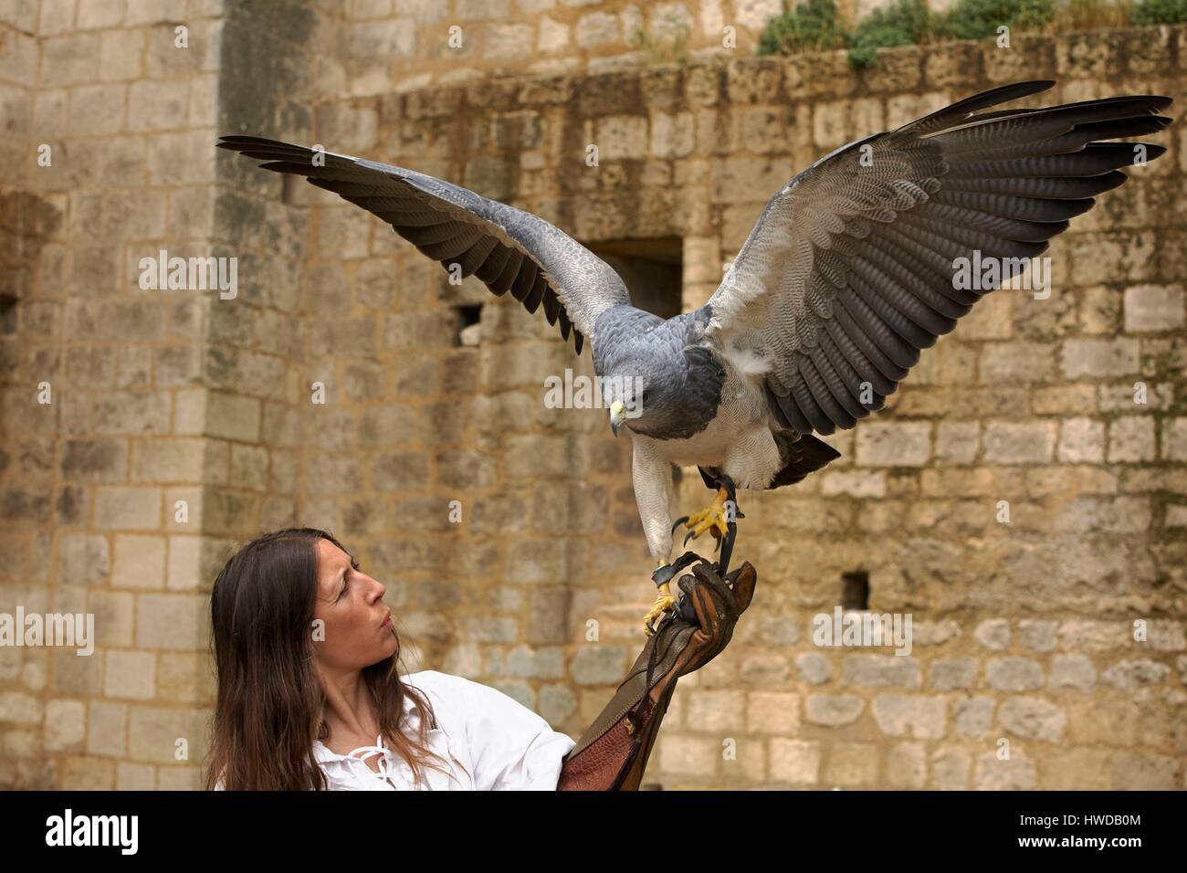 France, Vienne, Chauvigny, falconry show Les Geants du Ciel in the ...