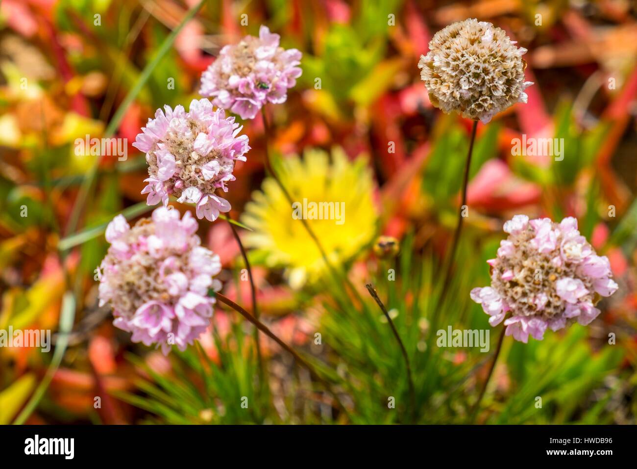 Portugal, Algarve region, Southwest Alentejo and Vicentine Coast ...