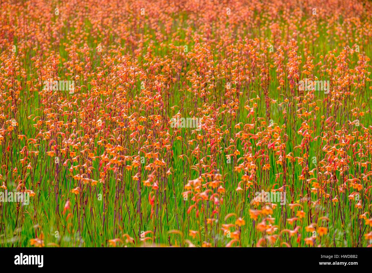 Portugal, Algarve region, Southwest Alentejo and Vicentine Coast ...