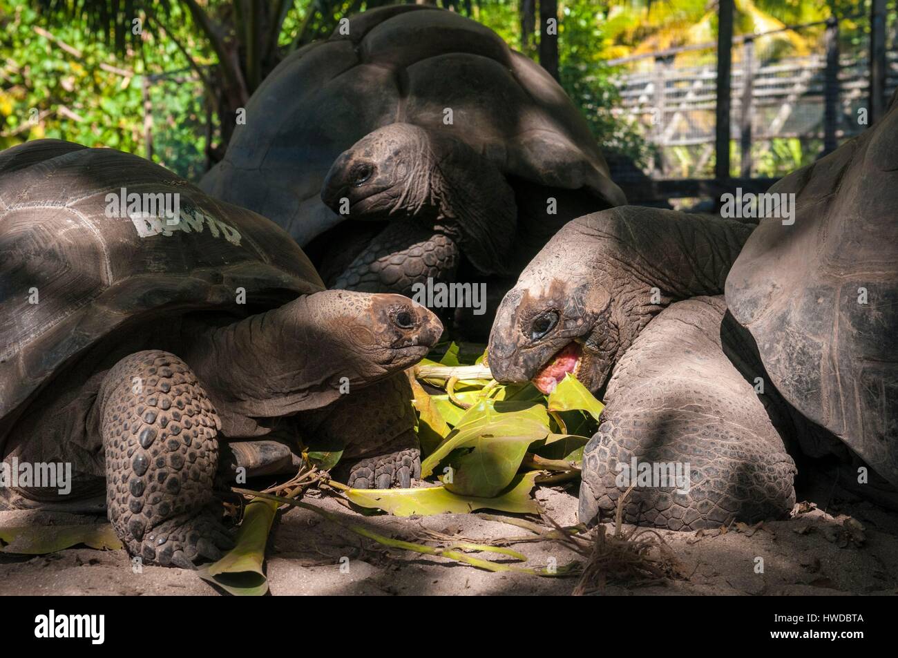 Seychelles, Silhouette Island, nursery of giant tortoises of Seychelles ...